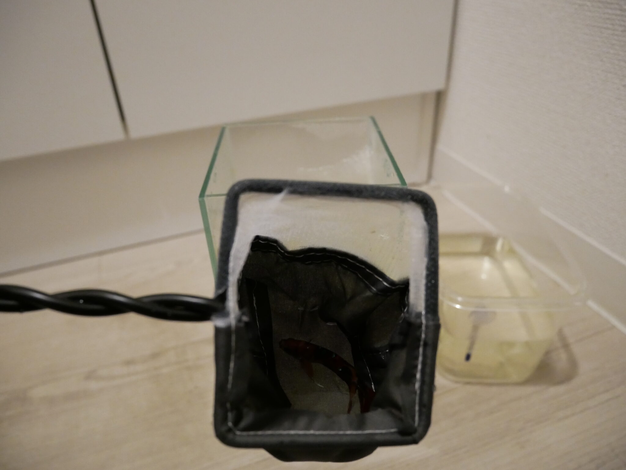 プロおすすめのベタ用網を使った、水替え方法を徹底解説。 | ともさんパパブログ